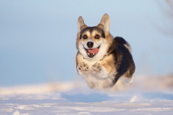 Corgis in Snow – Corgi Cult